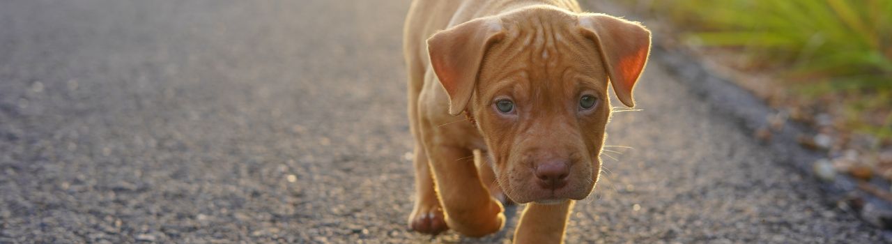 Chiot Pitbull : caractère, éducation, évolution