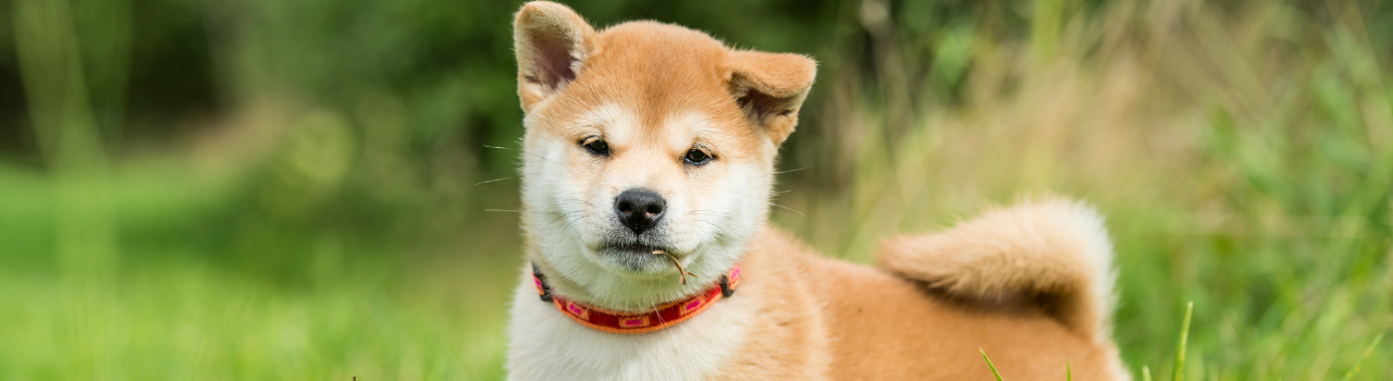 Chiot Shiba Inu : caractère, éducation, évolution