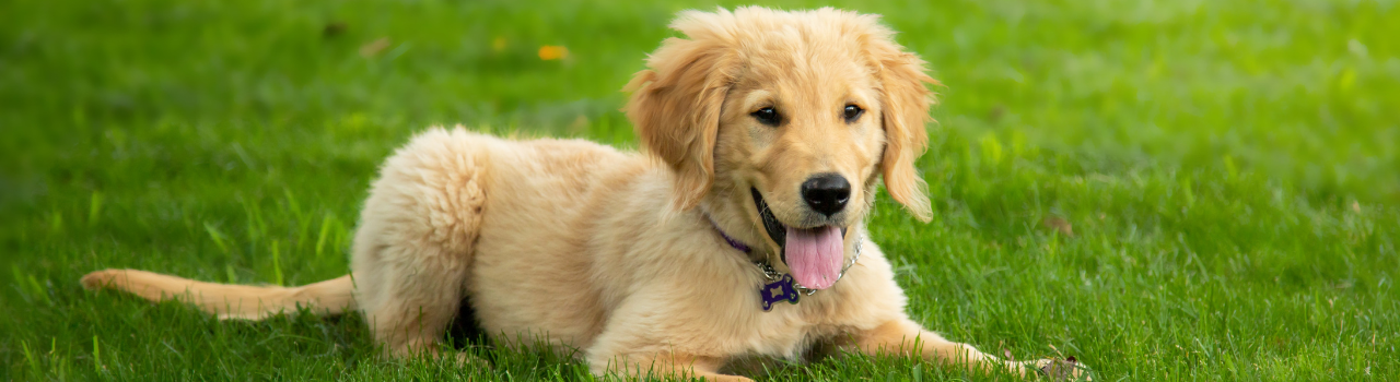 CHIOT GOLDEN RETRIEVER : Tout savoir sur le chiot Golden Retriever