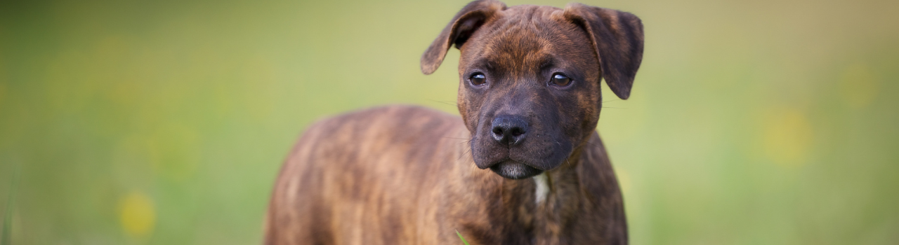 CHIOT STAFFORDSHIRE BULL TERRIER : Tout savoir sur le chiot ...