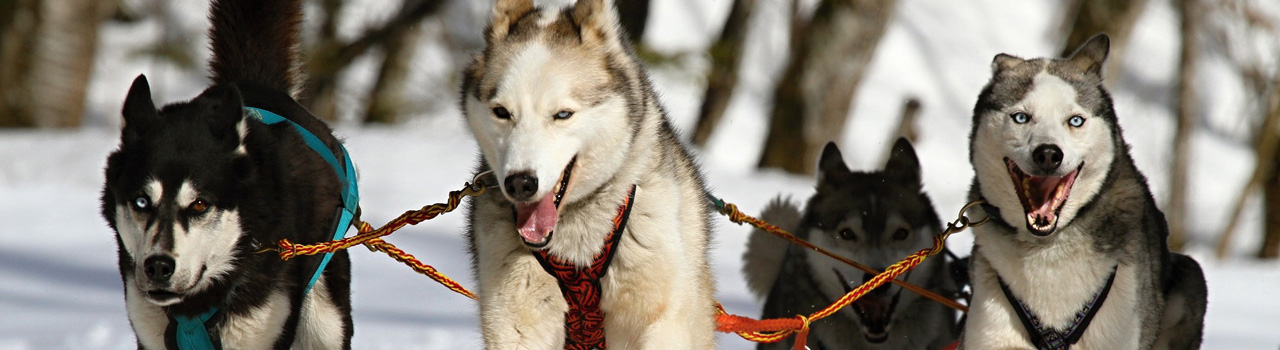 RACE CHIENS GROUPE 5 : Chiens de type Spitz et de type primitif