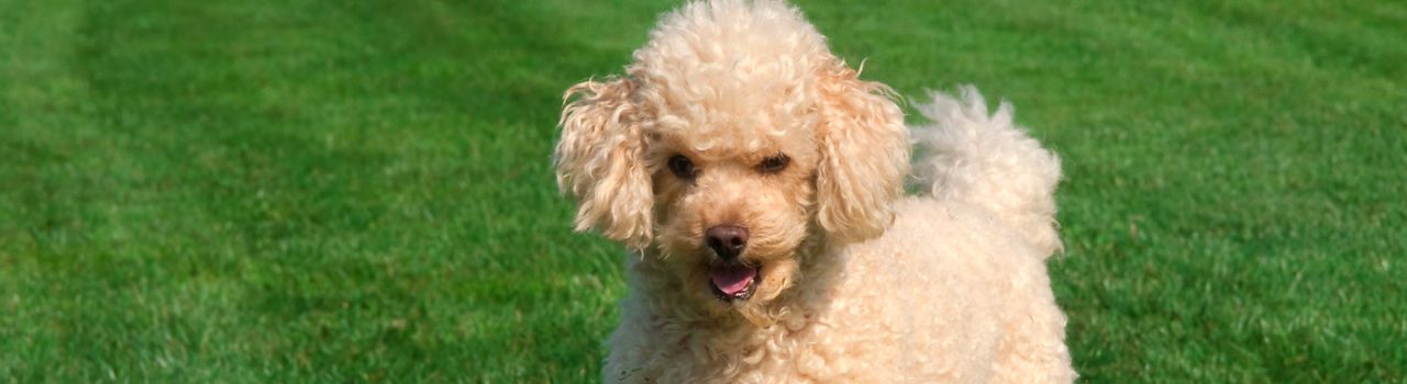 PRIX CANICHE : Connaître le budget pour le Caniche