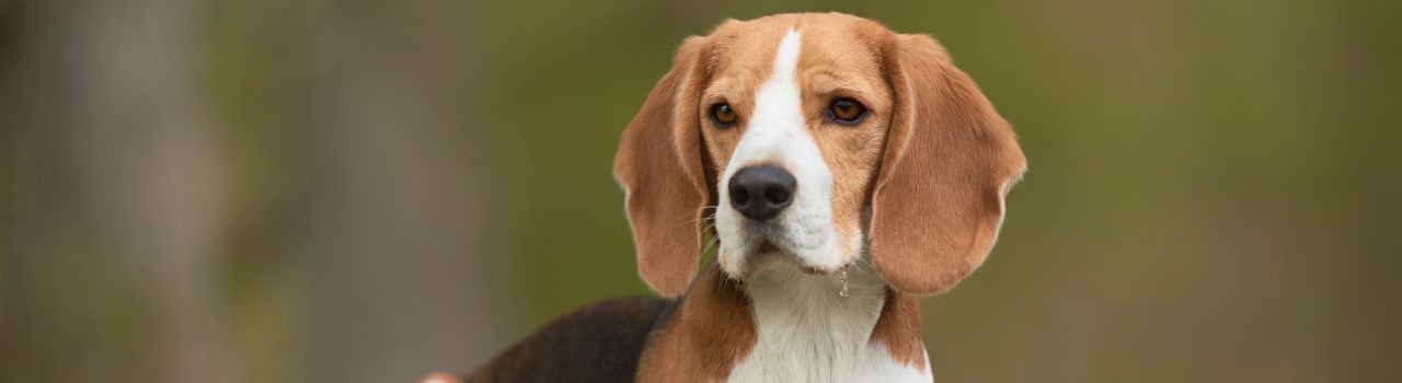 PRIX BEAGLE : Connaître le budget pour le Beagle