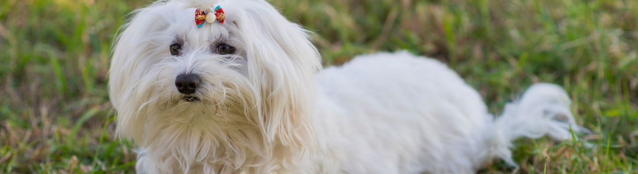PRIX BICHON MALTAIS : Connaître le budget pour le Bichon Maltais