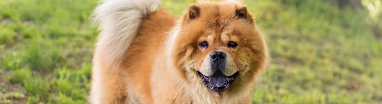 Race Chow Chow : guide complet, caractéristiques, soins, tempérament