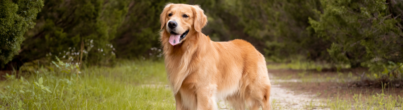 GOLDEN RETRIEVER : Tout savoir sur le Golden Retriever
