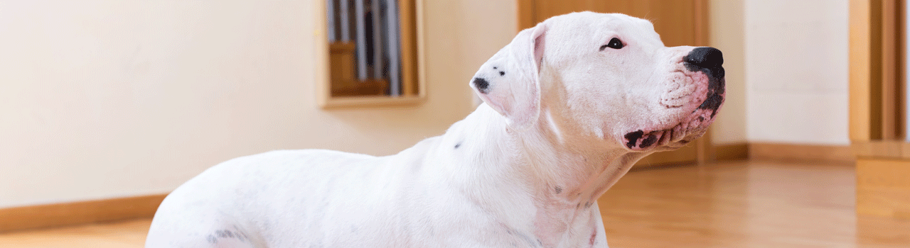 DOGUE ARGENTIN: Tout savoir sur le Dogue Argentin