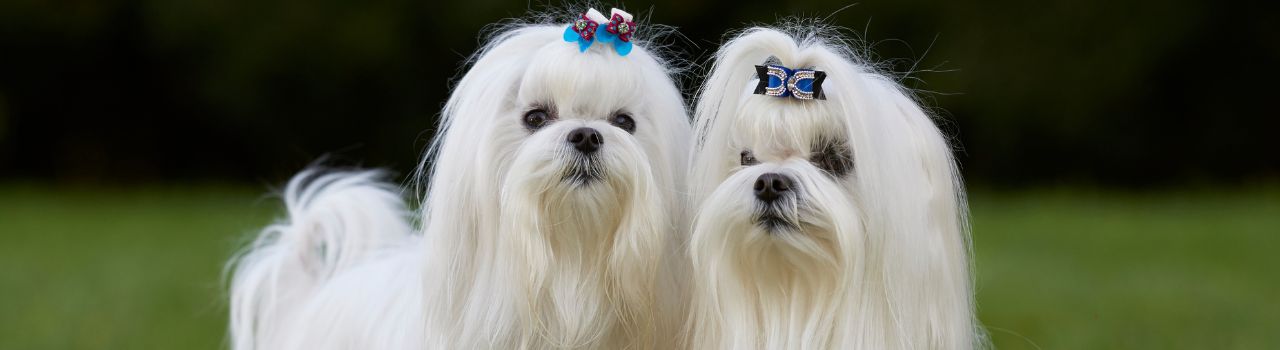 Race Bichon Maltais : guide complet, caractéristiques, soins, tempérament